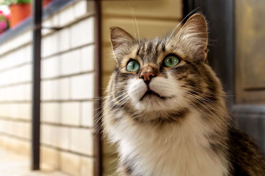 Cats Protection - Charity Champion